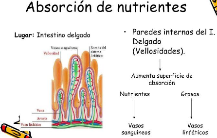 Digestión y Absorción de Nutrientes - Cursos Online